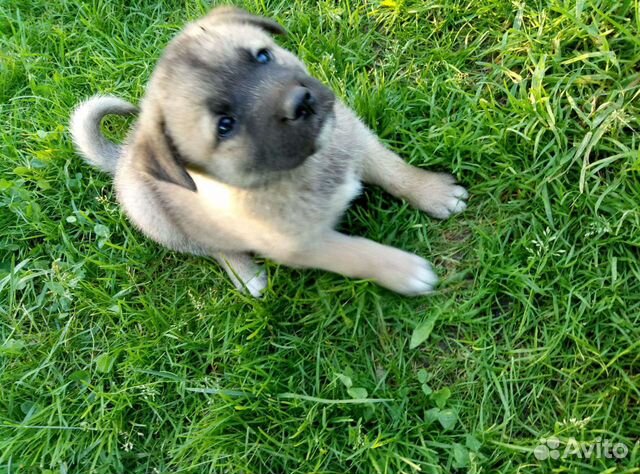 Шенки в очень добрые руки