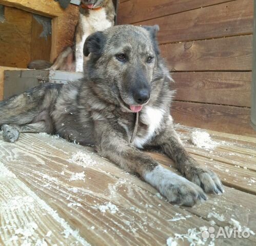 Ласковой Мусе очень тоскливо в приюте