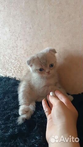 Шотланские вислоухие котята