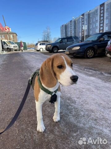 Бигль, мальчик, 9 месяцев