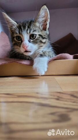 Котёнок Мэри