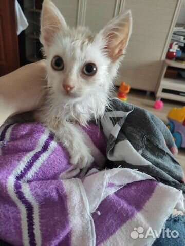 Найден котëнок. Южное Измайловр