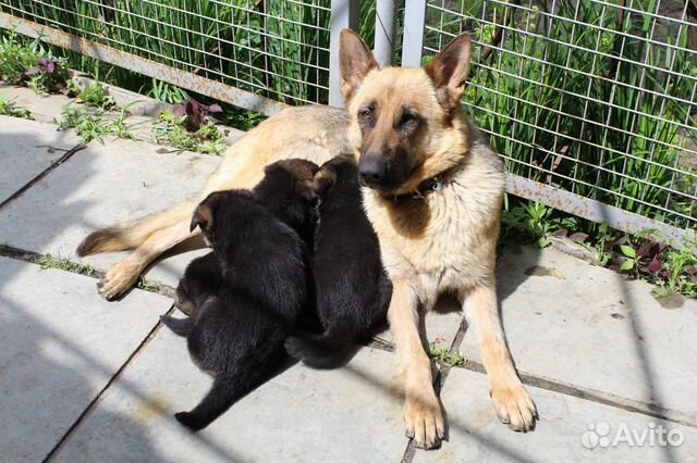 Кутята немецкой овчарки