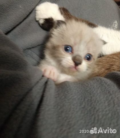 Сноу - шу голубоглазики