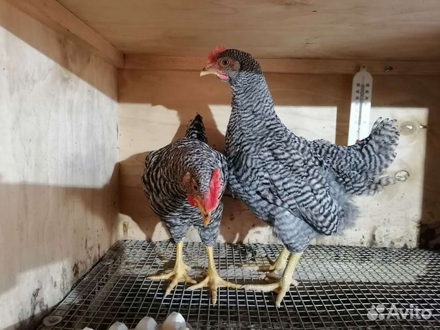 Петух цыплята доминант