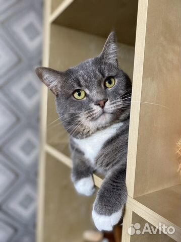 Кот в добрые руки