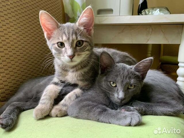Котенок в дар 3 мес