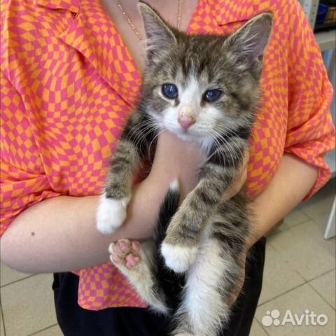 Котенок Флинт