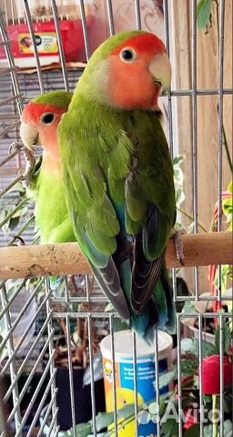 Отдам попугайчиков - неразлучников