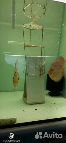 Дискусы пара. Продам