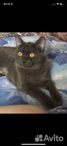 Шотландская прямоухая кошка