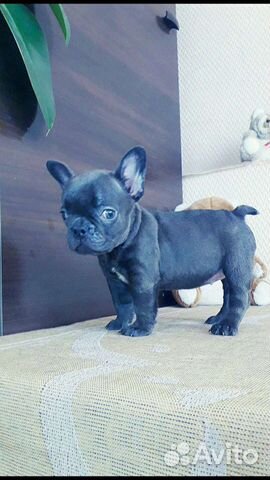 Голубая Малышка