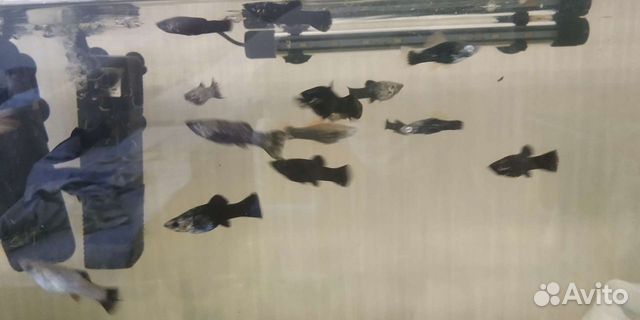 Моллинезия