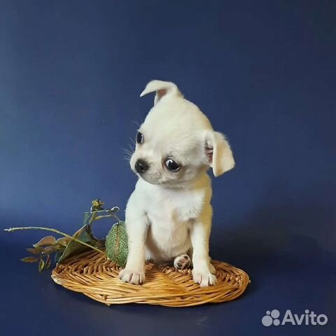 Щенки чихуахуа