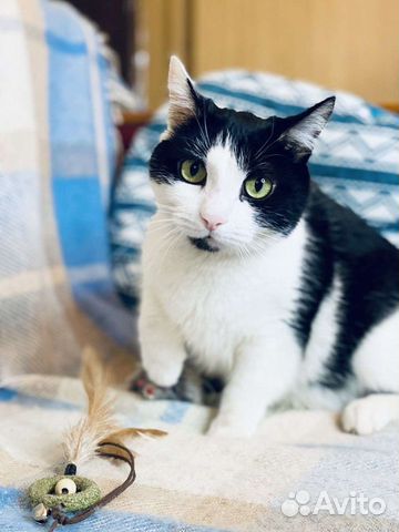 Кошечка Мадлен мечтает о своей семье