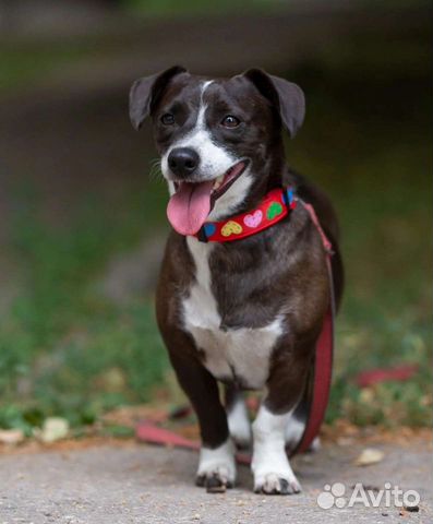 Коротыш микки