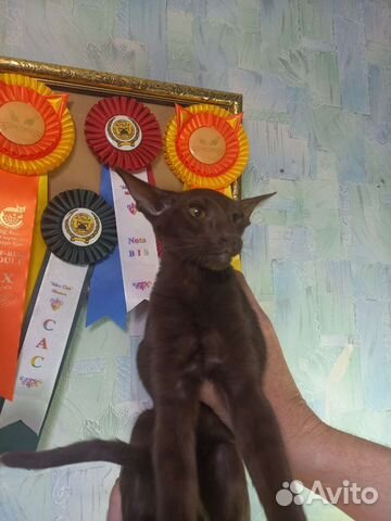 Ориентальный котенок