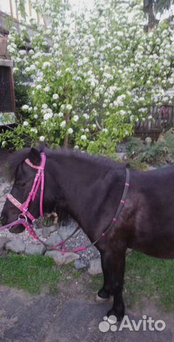 Пони шотландской породы