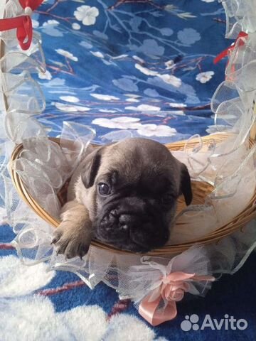 Французский бульдог щенки