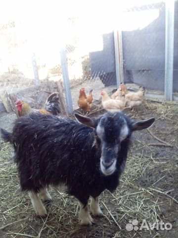 Зааненские козы