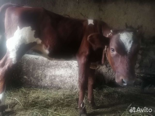 Тёлка 5 месецев