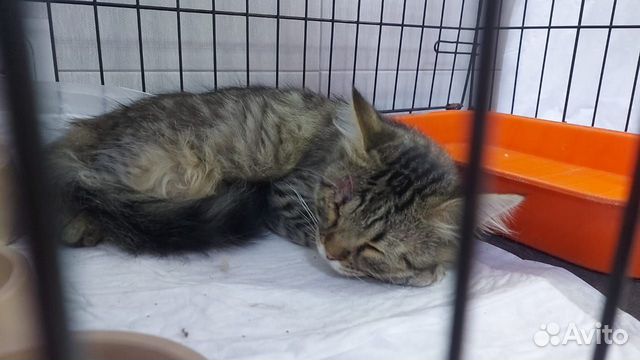 Отдам котика в добрые руки