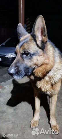 Немецкая овчарка кабель, случка