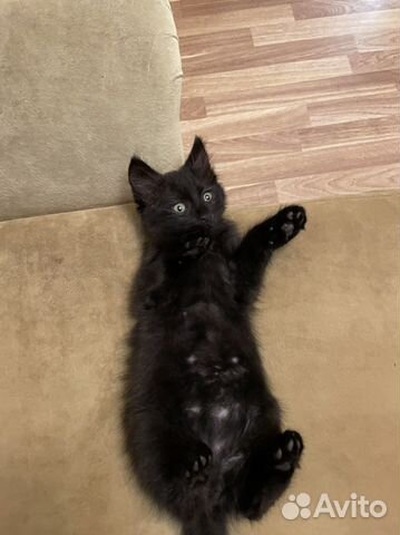 Котенок
