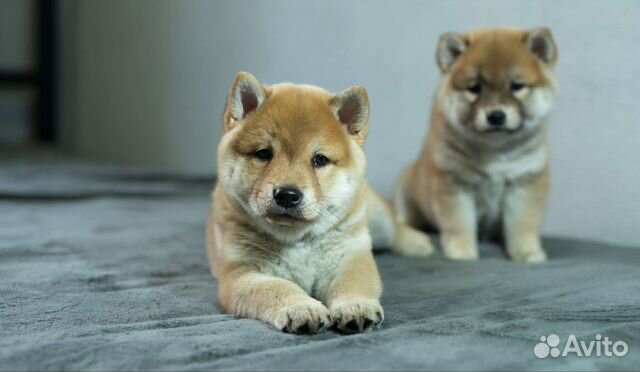 Продаются щенки порода Сиба-ину