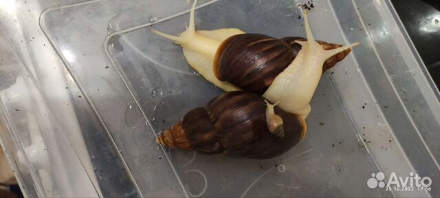 Улитки ахатины бесплатно