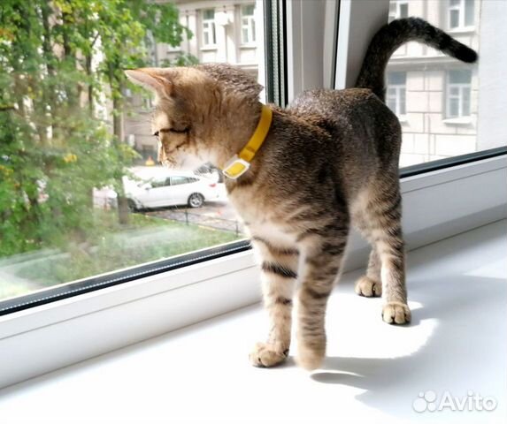 Котенок девочка 4 мес