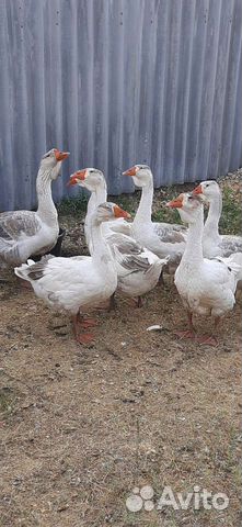 Холмогорские гуси молодняк