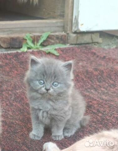 Британские котята