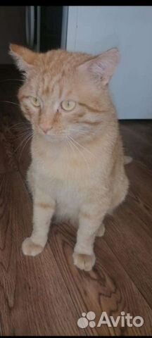 Ласковый котик Василек