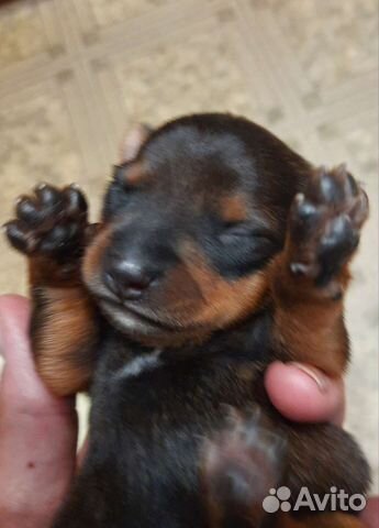 Маленькая собака той-терьер