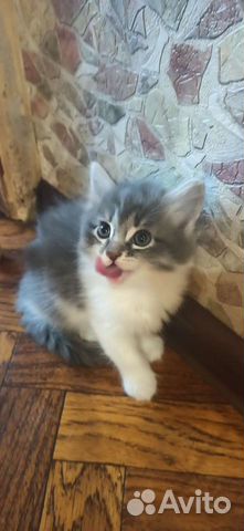 Котятки для души