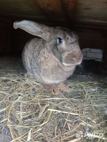 Крольчиха на племя