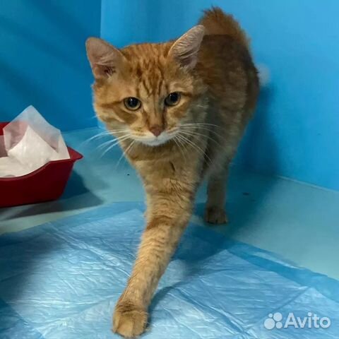 Кекс. Солнечный кот