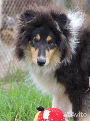 Щенок колли