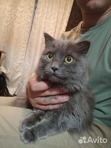 Котик Филя в добрые ручки. Кастрирован. 1 год