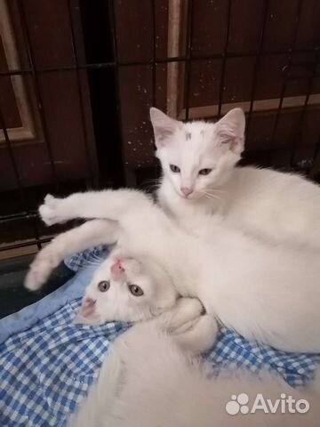 Котята 2,5 месяца