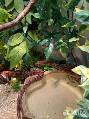 Маисовый полоз с террариумом