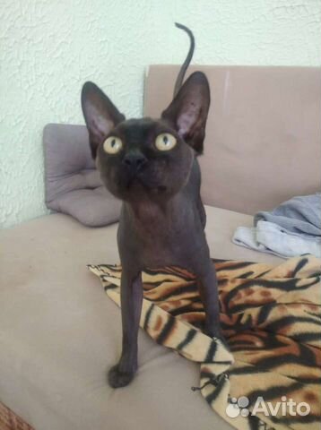 Донской сфинкс вязка