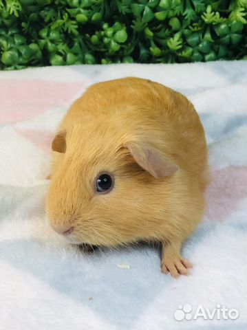 Морские свинки английский селф