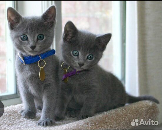Котята пепельные