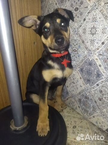 Классный щенок Мартин в поисках семьи