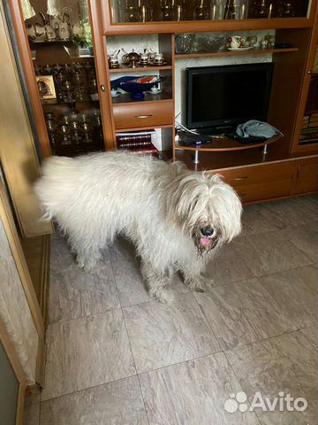 Южнорусская овчарка