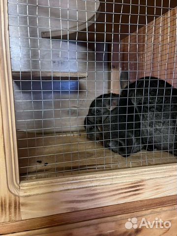 Клетка и шиншиллы