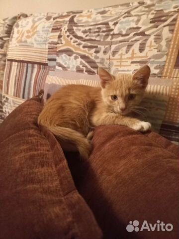 Котенок персиковый окрас в дар