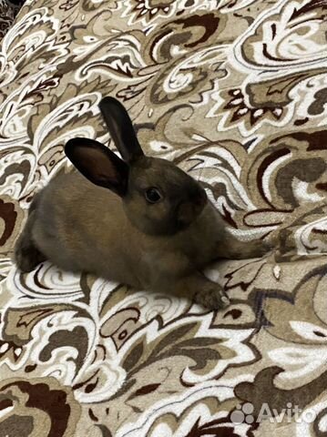 Вязка декоративного кролика